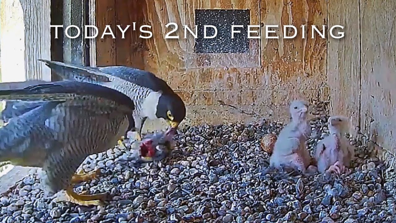 #44🦅Falcon Nest ／Box Camera - FalconCam Project LIVE - YouTube