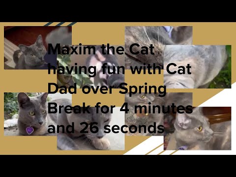 Maxim the Cat having fun with Cat Dad over Spring Break for 4 minutes ...