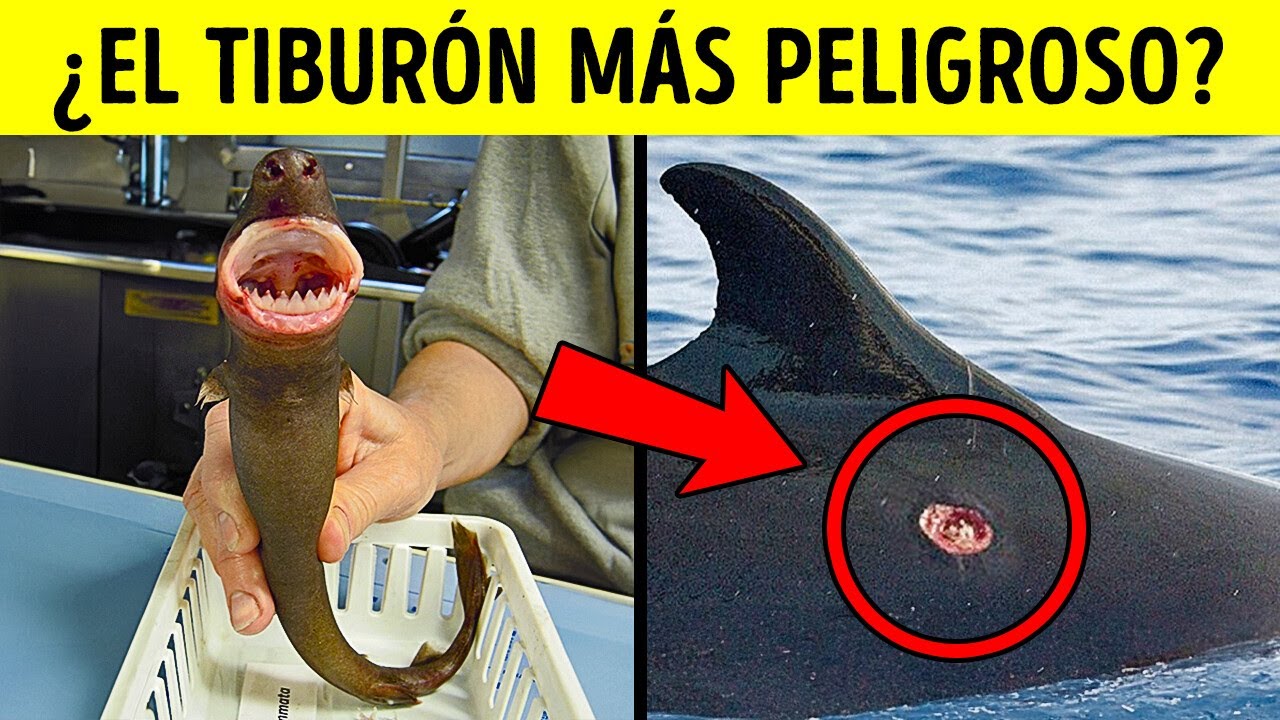 Este diminuto tiburón puede provocar un caos en el océano - YouTube
