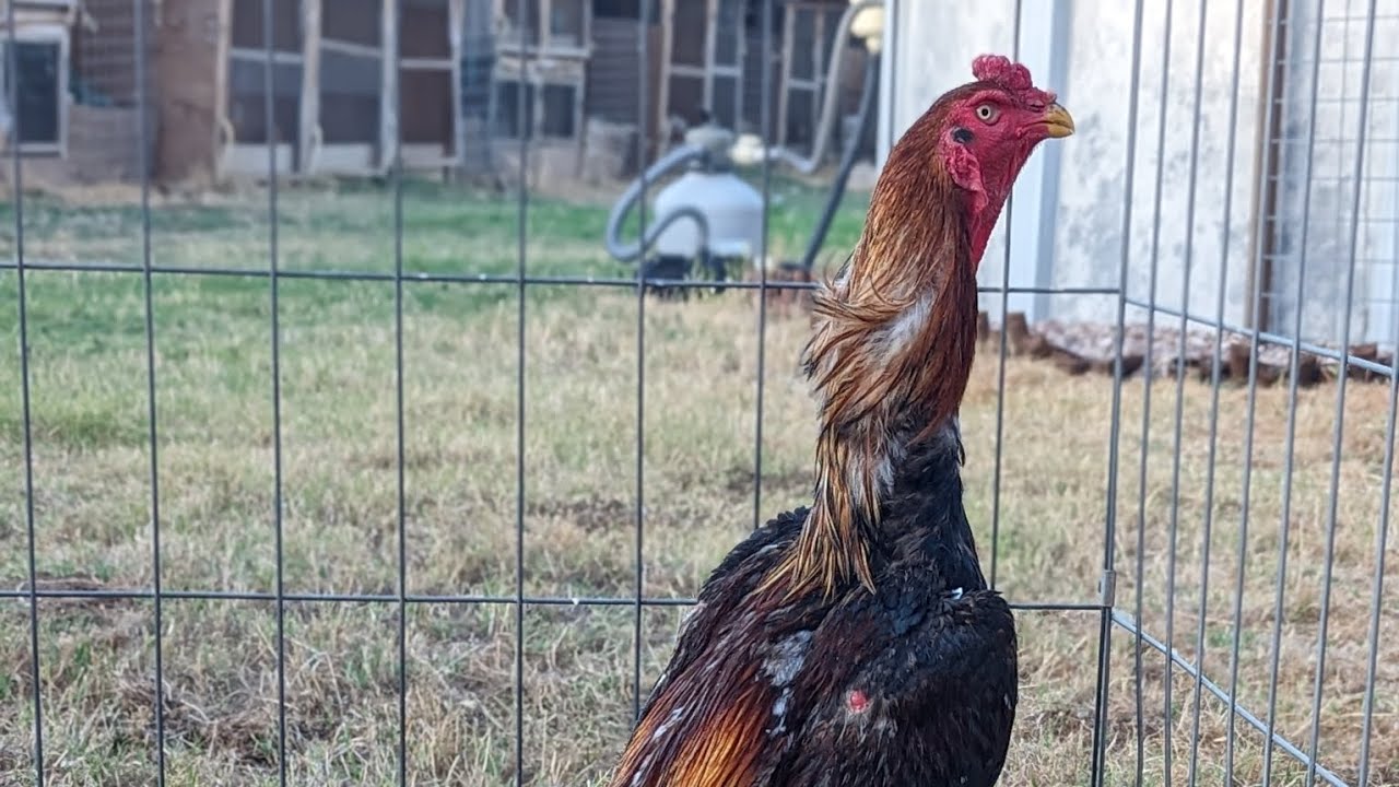 #580 Shamo BB Red Rooster, 1yr, 8.4 lbs - YouTube