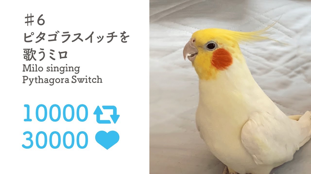 ♯6 ピタゴラスイッチを歌うミロ 3万いいね｜Milo singing PythagoraSwitch - YouTube