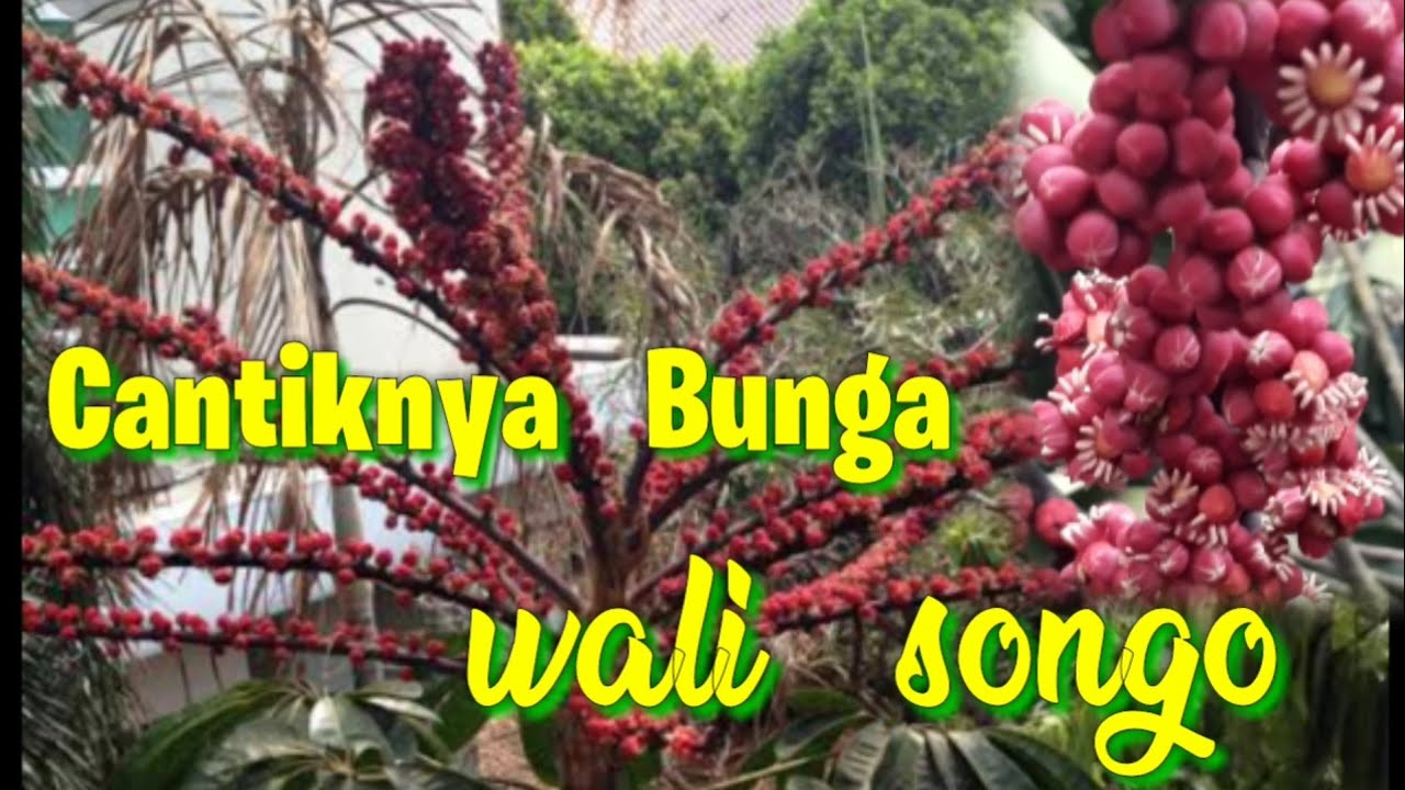 cantiknya bunga wali songo merah//potong pohon wali songo - YouTube