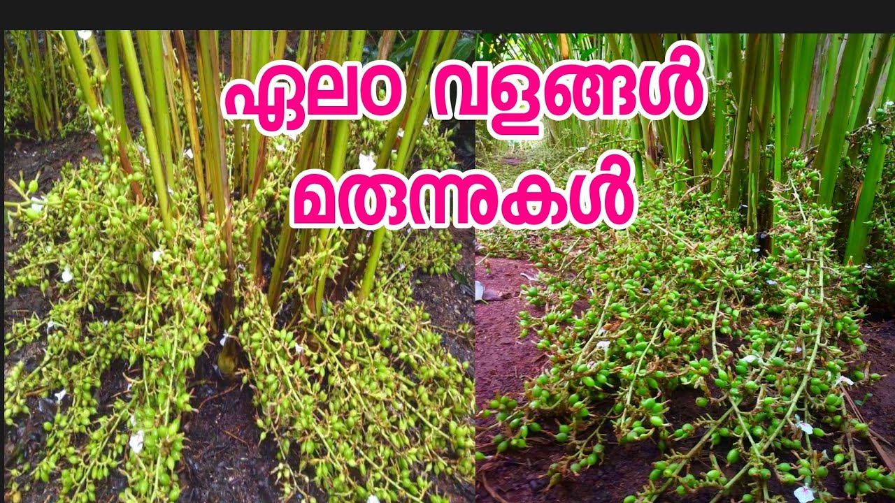 Cardamom | Farming with High Profit - How to Grow Cardamom - Elaichi ...