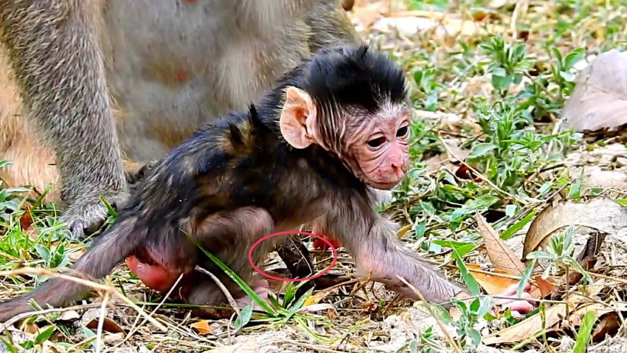 Real Action Monkey Wildlife a billion beautiful face of little monkey ...
