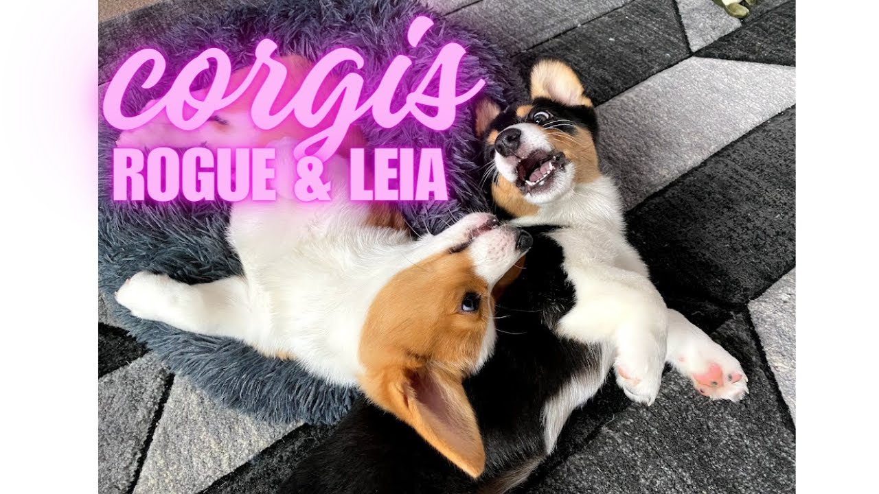 Rogue & Leia // CUTE CORGI COMPILATION No. 1 - YouTube