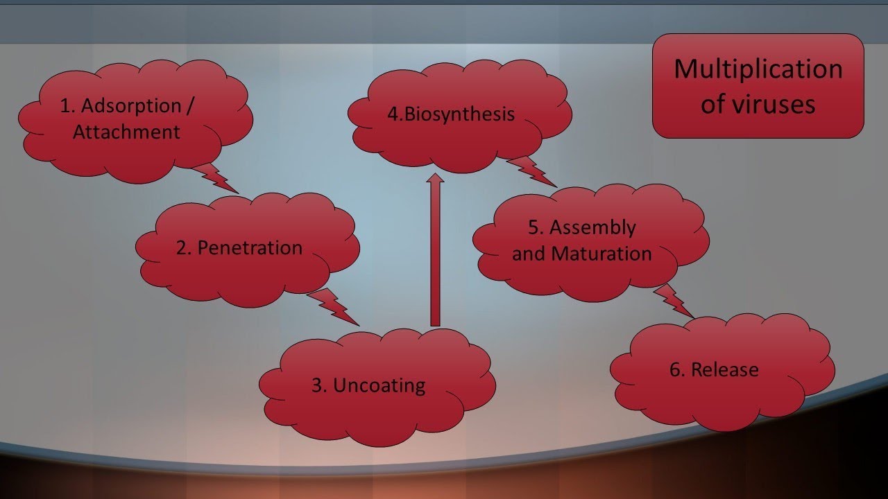 Multiplication of Viruses - Microbiology with Sumi - YouTube