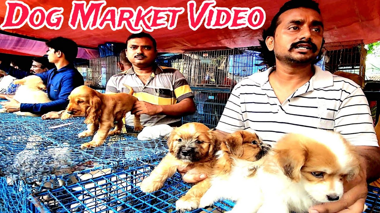 Dog Market Video || Galiff Street Pet Market || @BLOGPOTHIK-rz5zj - YouTube