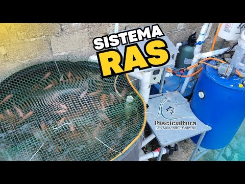 Cómo criar tilapia usando RAS - YouTube