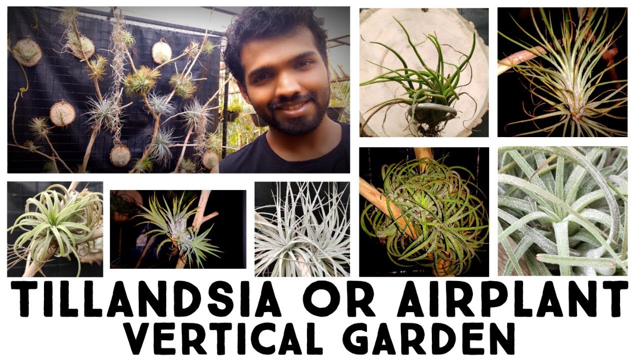How I Setup A Vertical Garden For My Air plants | Tillandsia Display ...