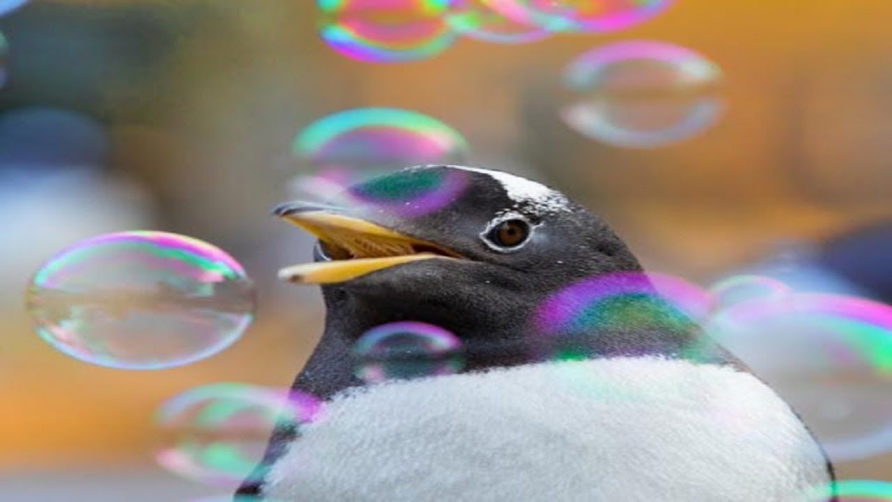 Penguins Playing With Bubbles - YouTube