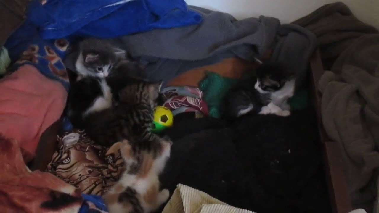 Mis bebes chicos - YouTube