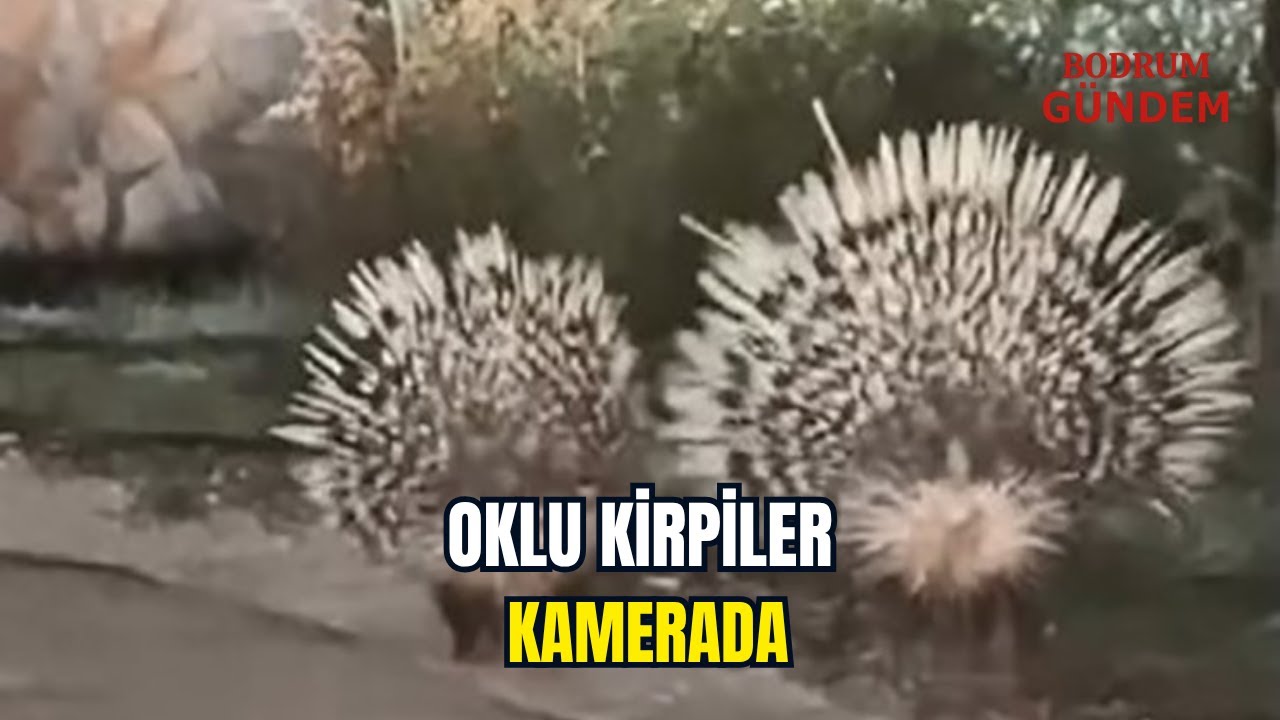 Oklu kirpiler kamerada - YouTube