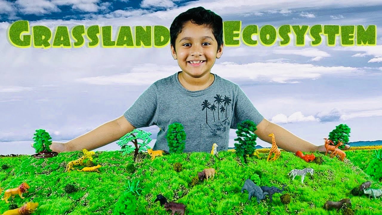 Grassland Ecosystem Grassland Diorama Grassland Biome With Animation Grassland Model Youtube
