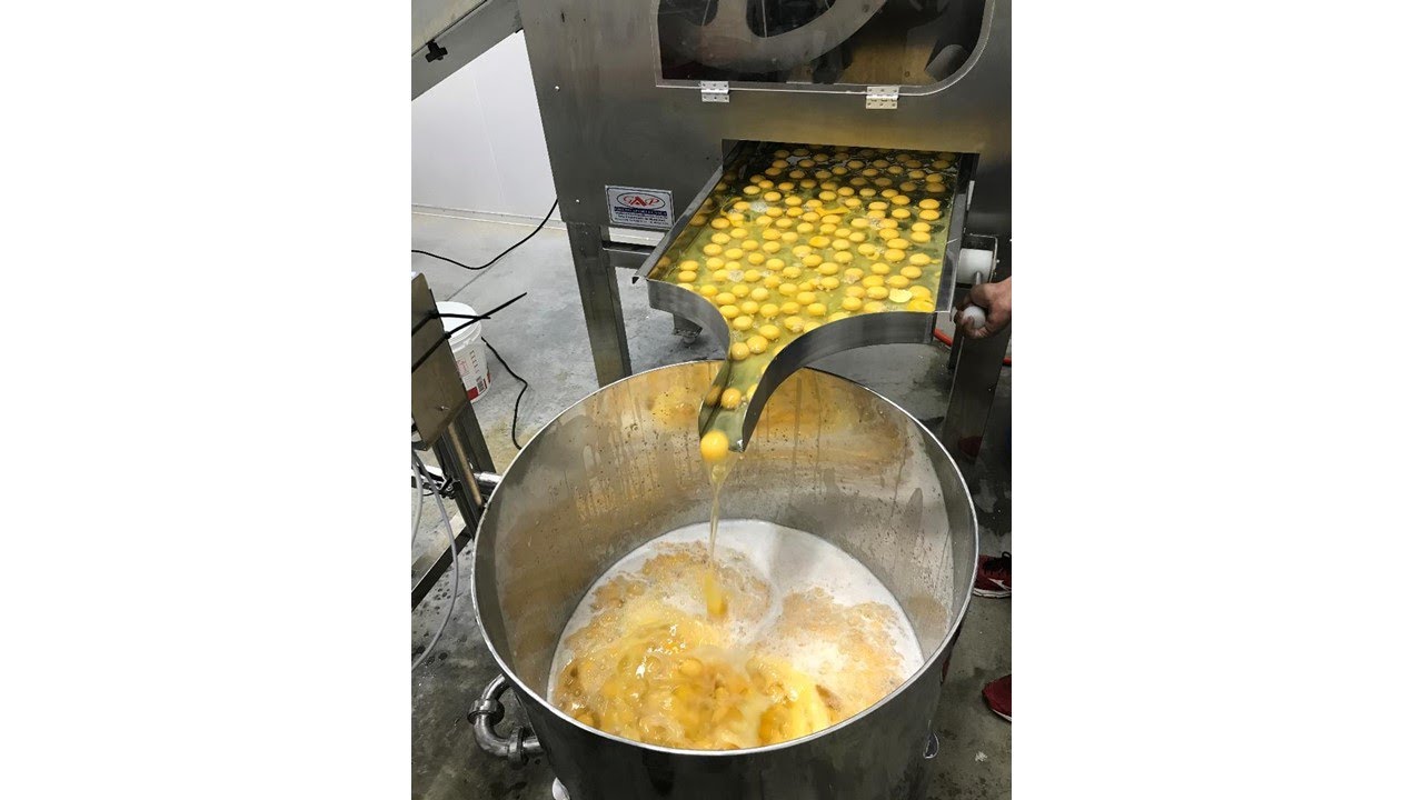 Ovo Liquido Pasteurizado, Quebradora de ovos Gap, Fone: +55 16 99169 ...