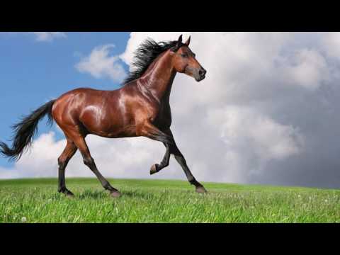 At Sesi / At Ses Efekti