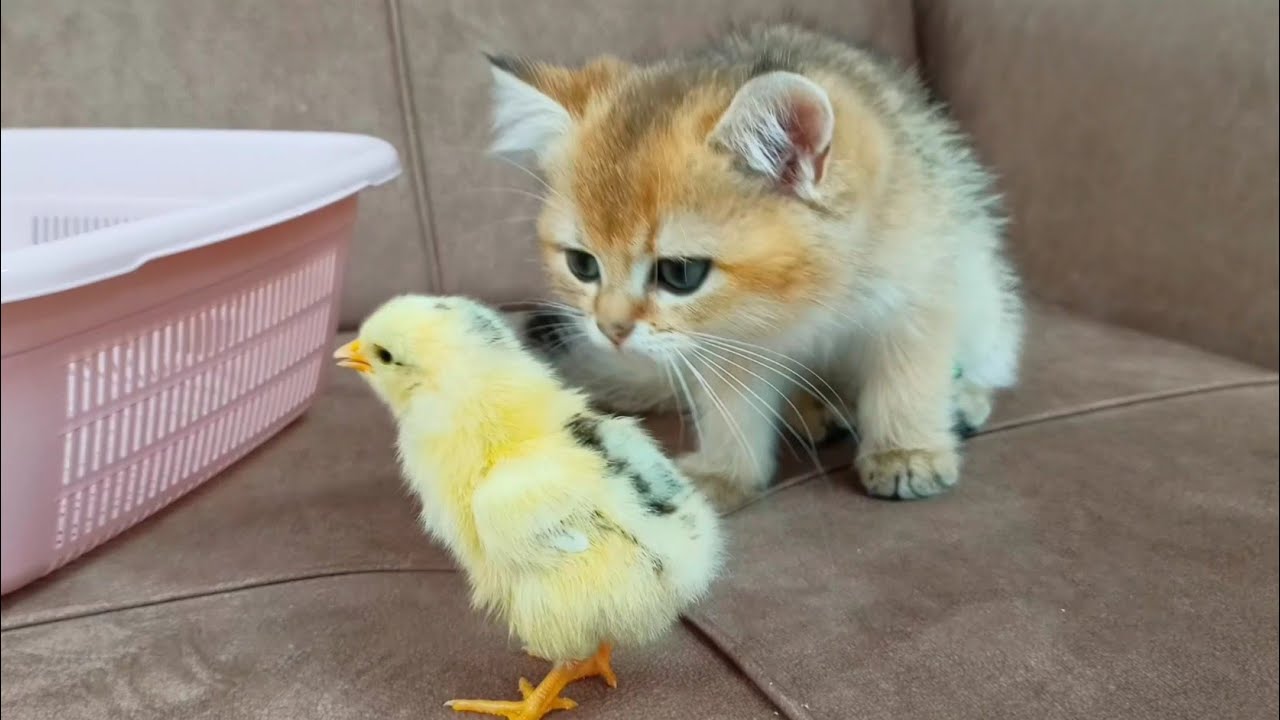 Kitten and Chick Play Together - YouTube