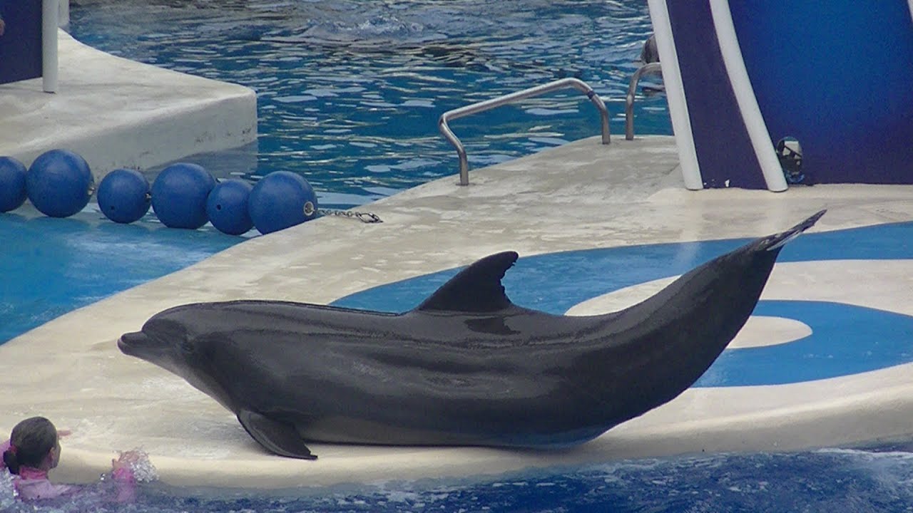 Blue Horizons (Full Show/Full HD) August 14, 2016 - SeaWorld Orlando ...
