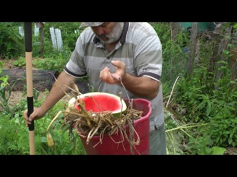 Built a worm mound in my garden - YouTube
