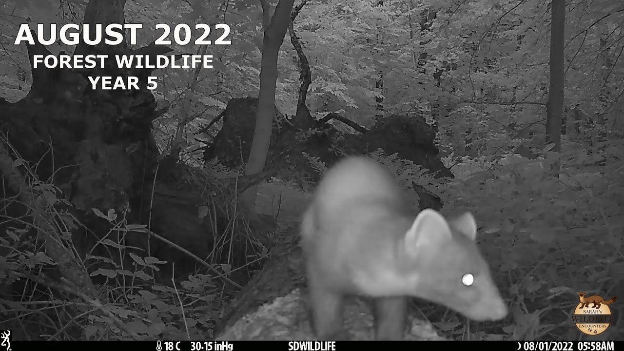 Trail camera highlights / August 2022 - Polecat, squirrel, pine marten ...