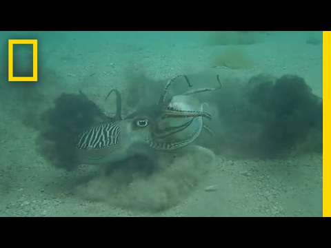 Ferocious Fight: Male Cuttlefish Battle Over Mate (Never Before Seen) | National Geographic