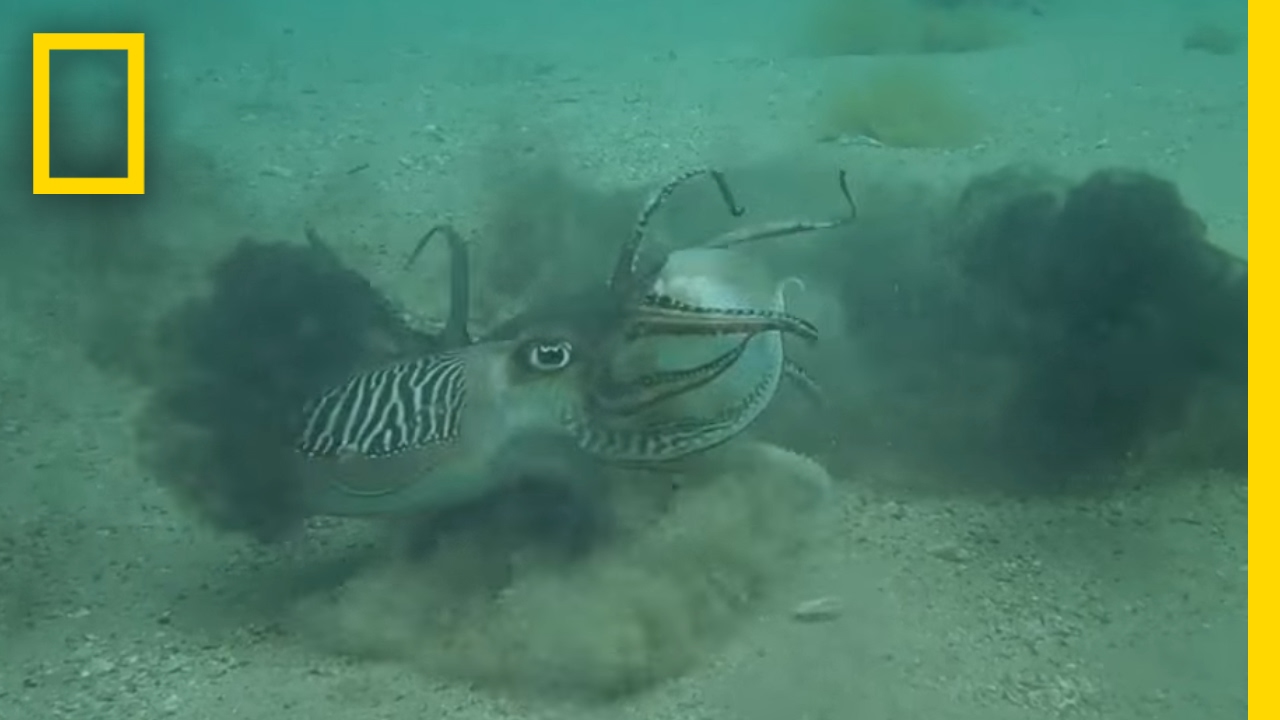 Ferocious Fight: Male Cuttlefish Battle Over Mate (Never Before Seen ...