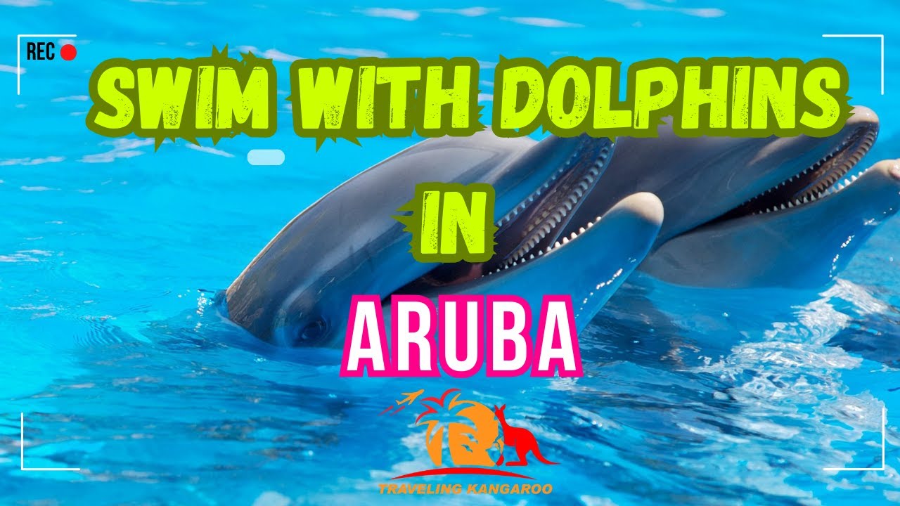Swim with Dolphins in Aruba Tips & Recommendations - YouTube