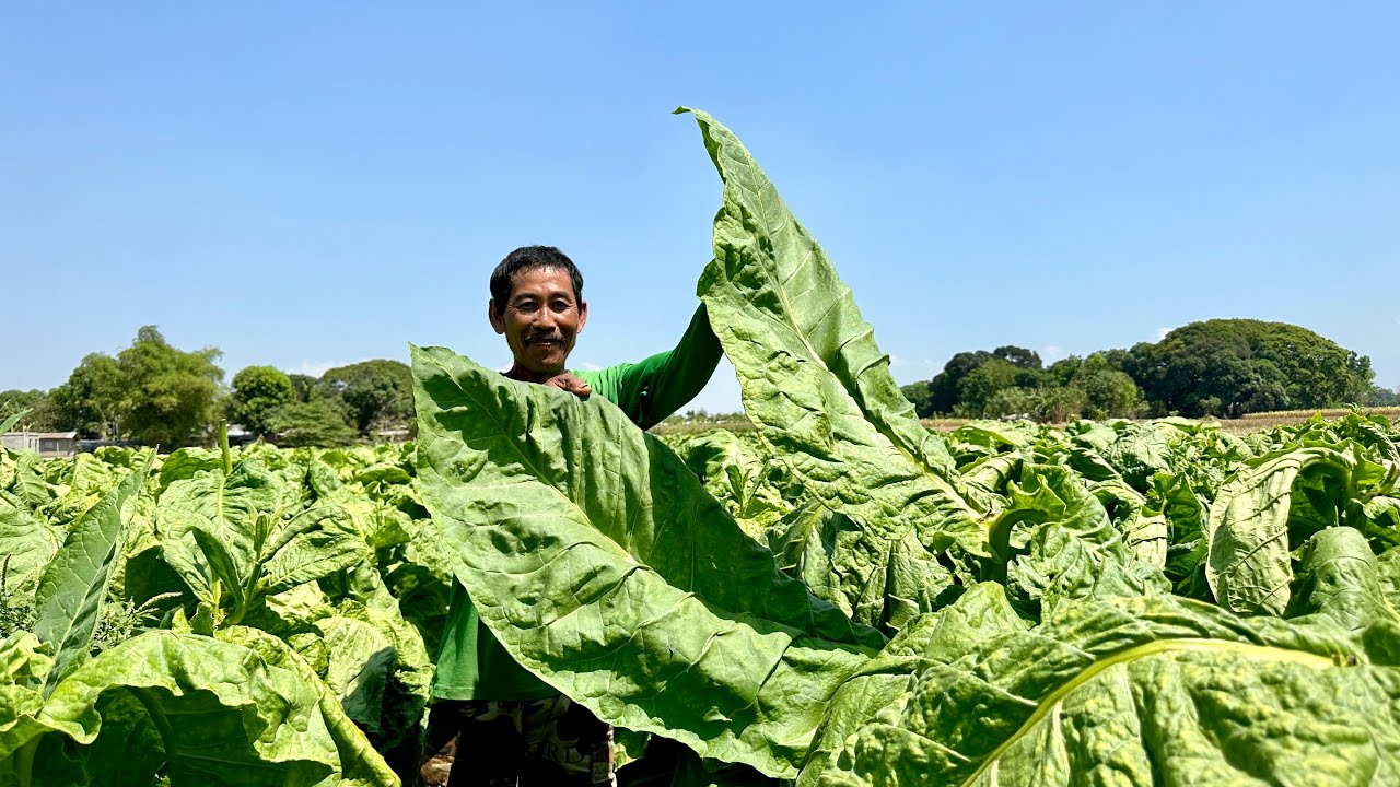 Super Ganda ng Tobacco nila! Paano mag Tanim? From Seed Selection ...