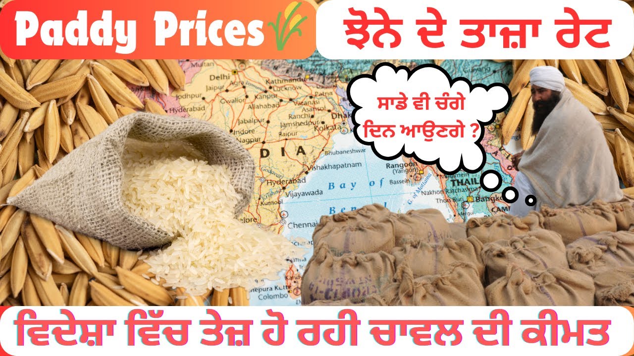 Paddy Prices Today| ਵਿਦੇਸ਼ਾ ਵਿੱਚ ਤੇਜ਼ ਹੋ ਰਹੀ ਚਾਵਲ ਦੀ ਕੀਮਤ| Paddy Demand ...