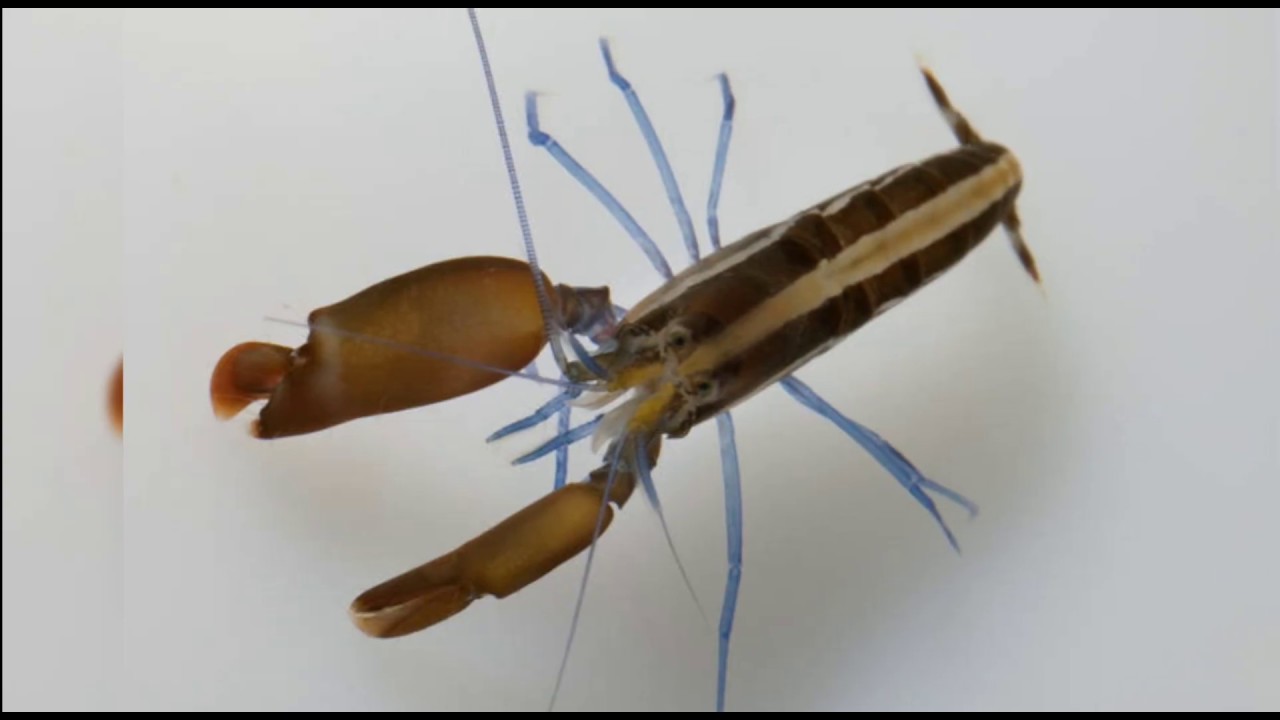 Camarão-de-estalo (Alpheus formosus) e sua diferente forma de caça ...