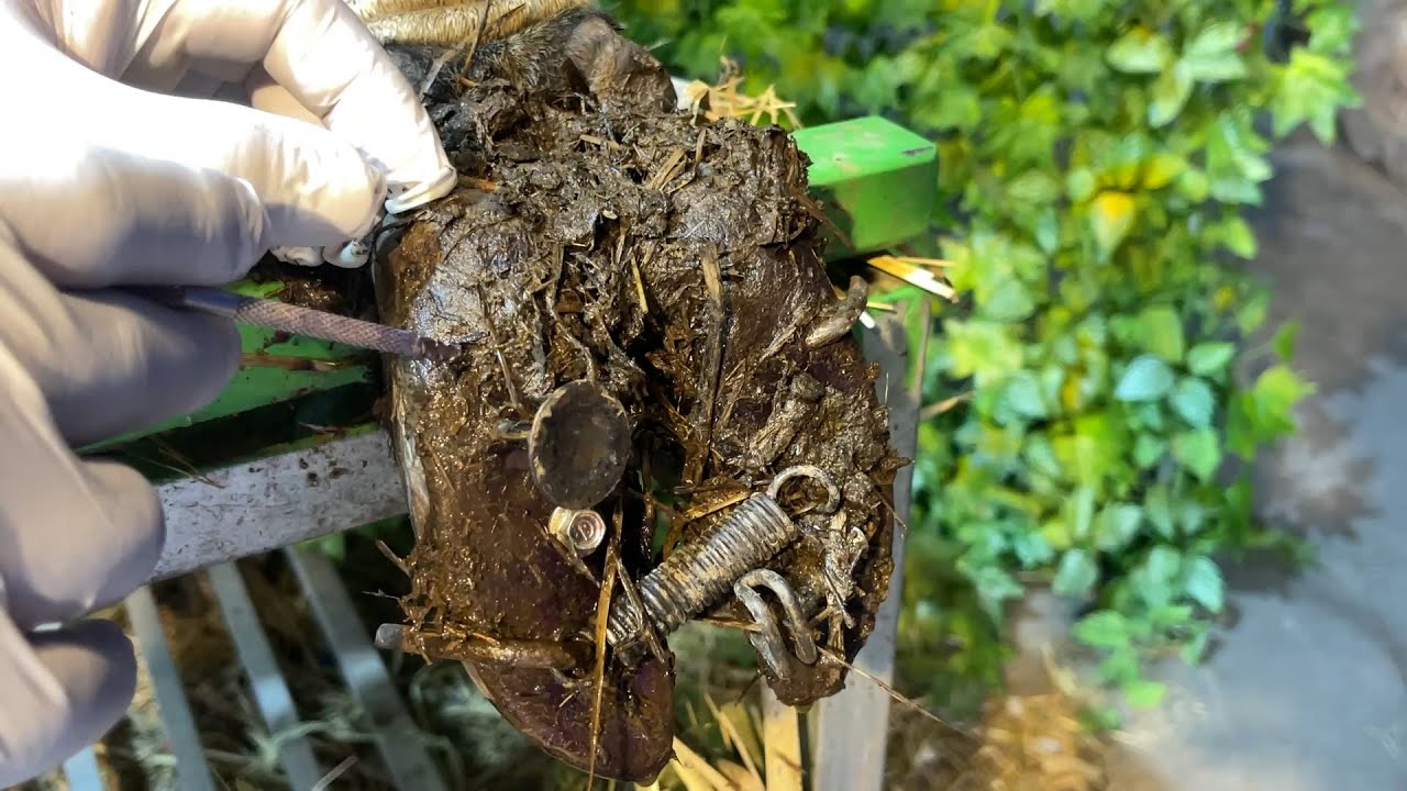 The Best! Watch This Hoof Go From Gross To Clean. Esp 1777 - YouTube