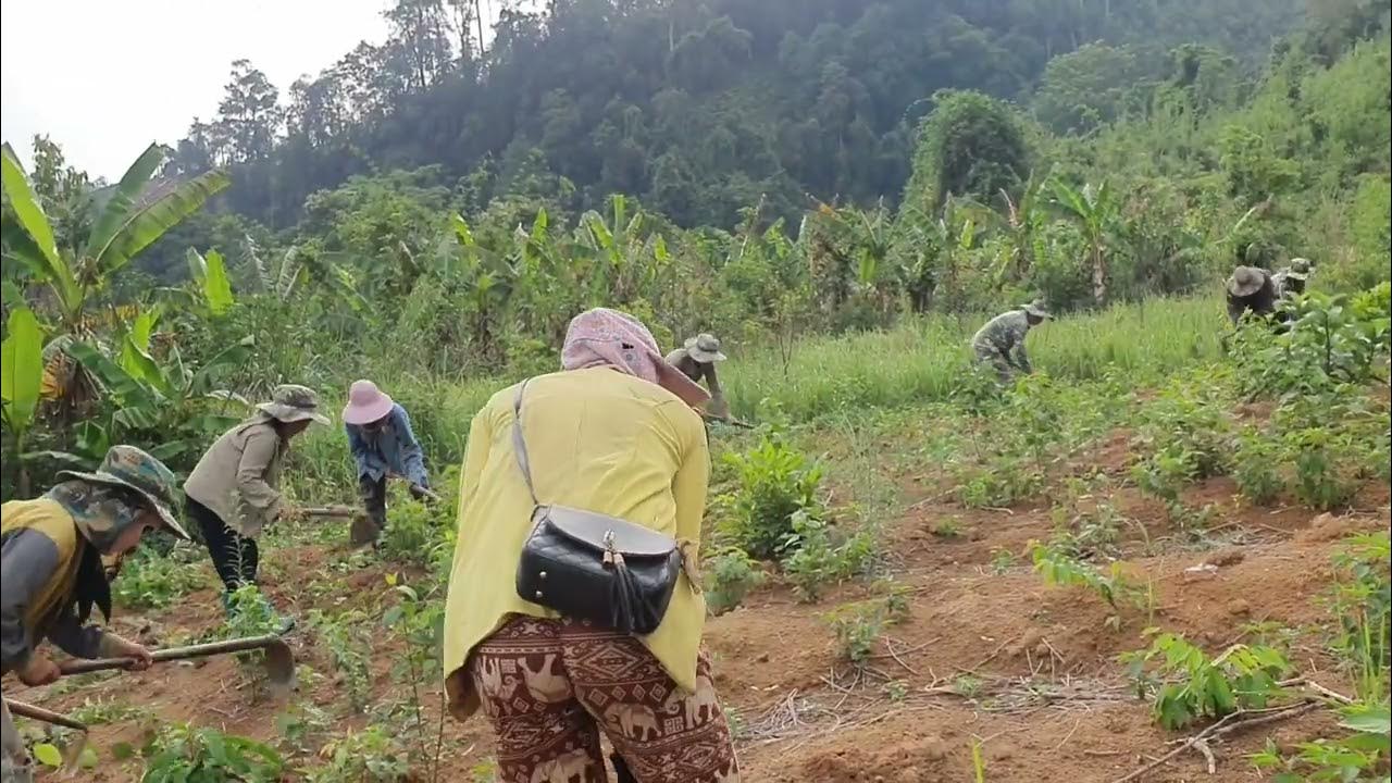 hnub no peb mus kuam nroj teb qos - YouTube