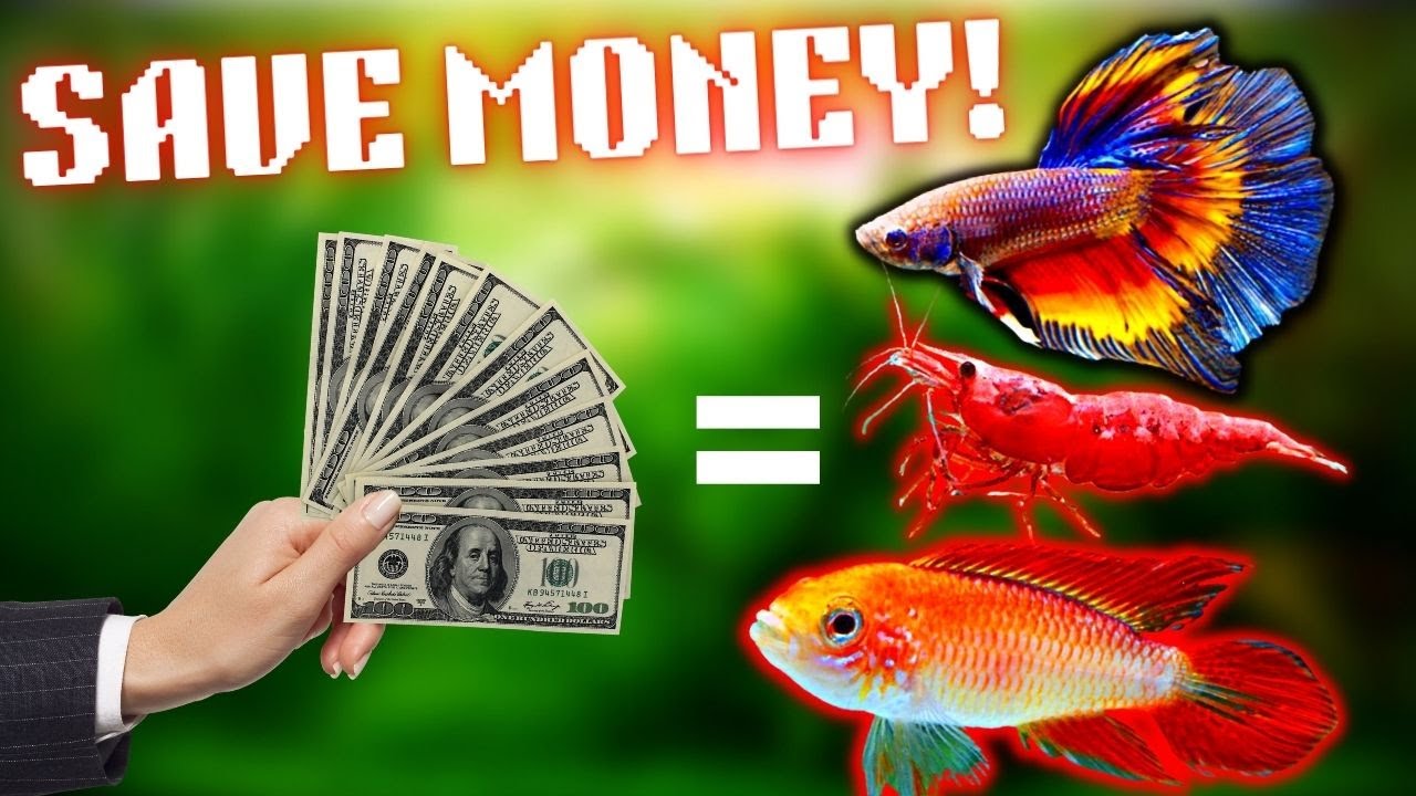 LOW Budget Fish Keeping: 3 Tips For Saving Money In The Aquarium Hobby ...