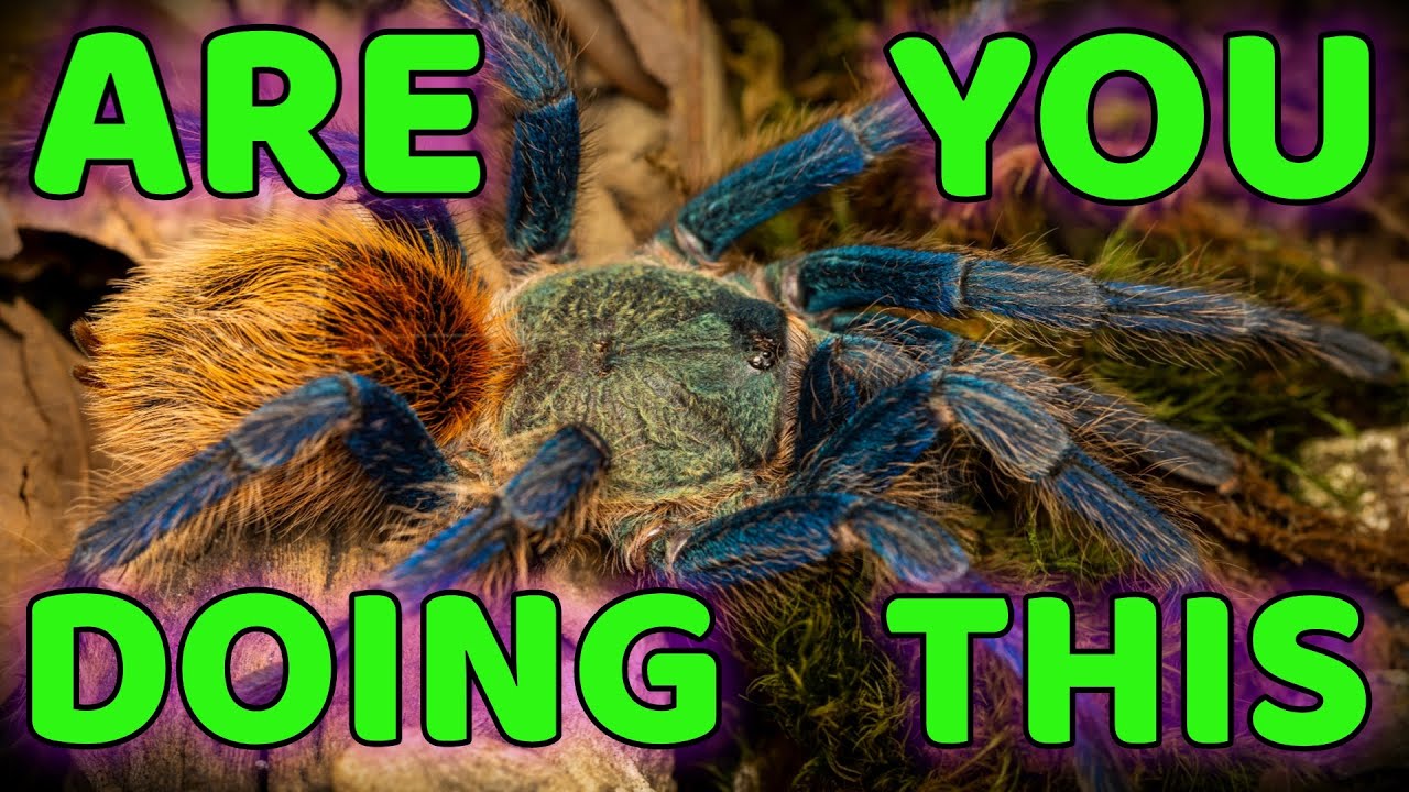 5 Habits for a SUCCESSFUL Tarantula Keeper! - YouTube