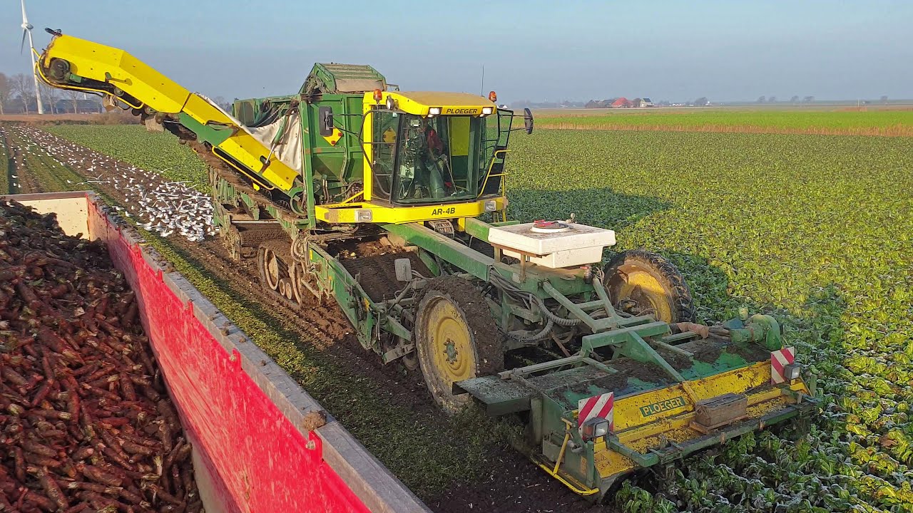 Ploeger AR-4B harvesting chicory in the frost 🥶🥶 witlofpennen rooien ...