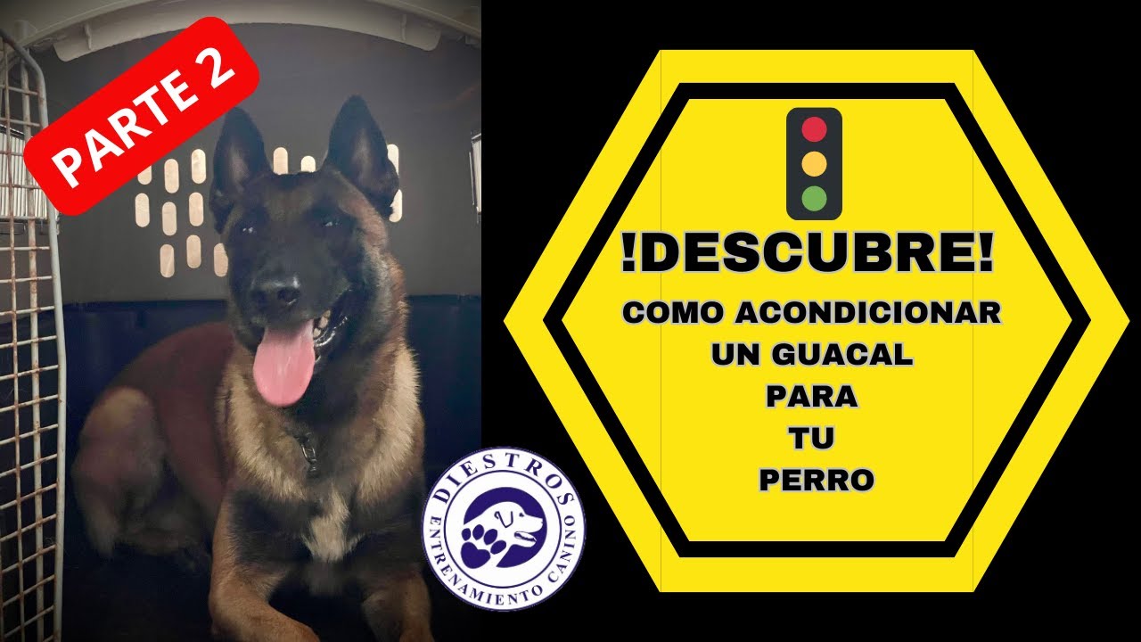 Aprende a adaptar un GUACAL o KENNEL para tu PERRO parte 2 - YouTube