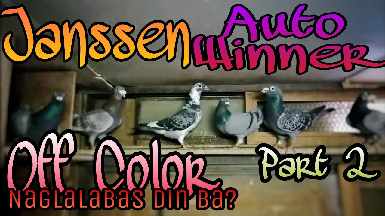 Off Color Racing Pigeons / Janssen / Auto Winner / Naglalabas din ba ...