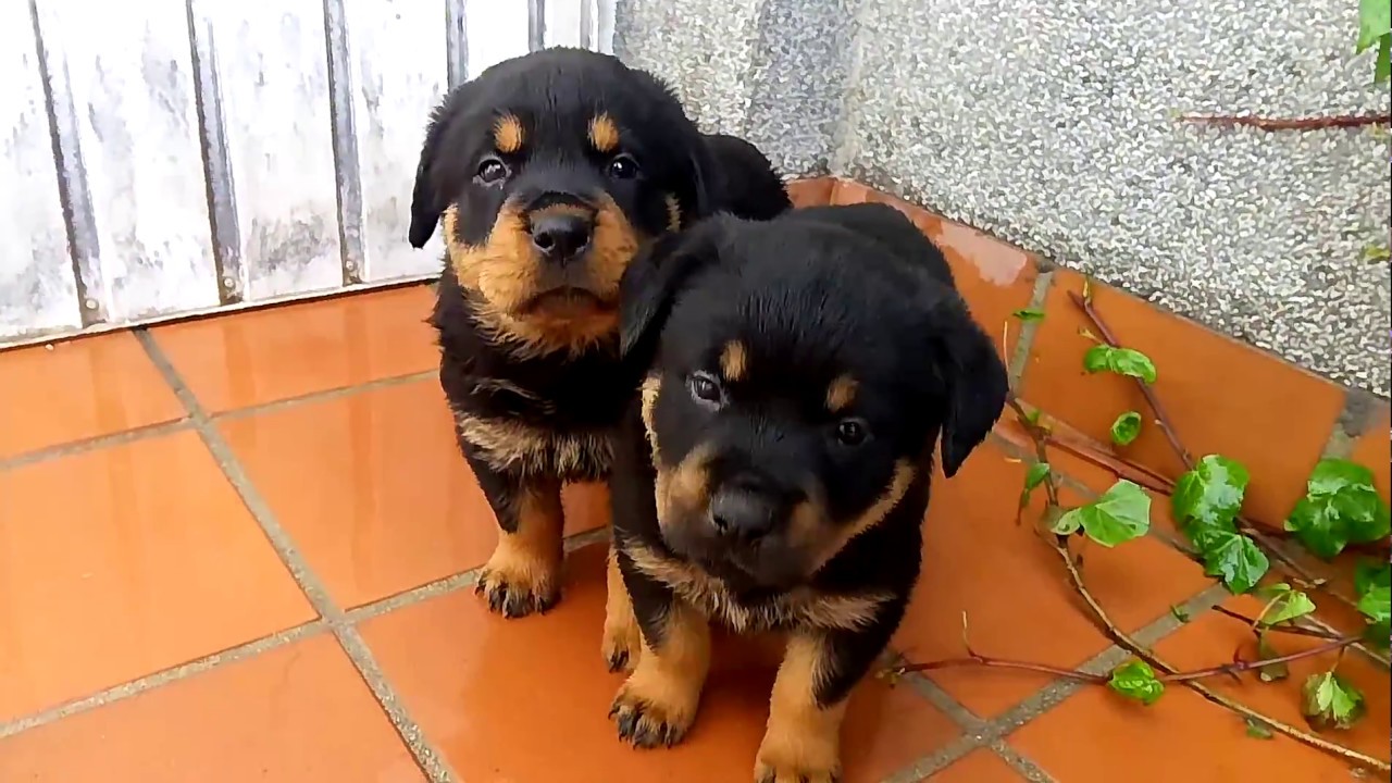 Dos hembras de Rottweiler con 35 días ★ - YouTube