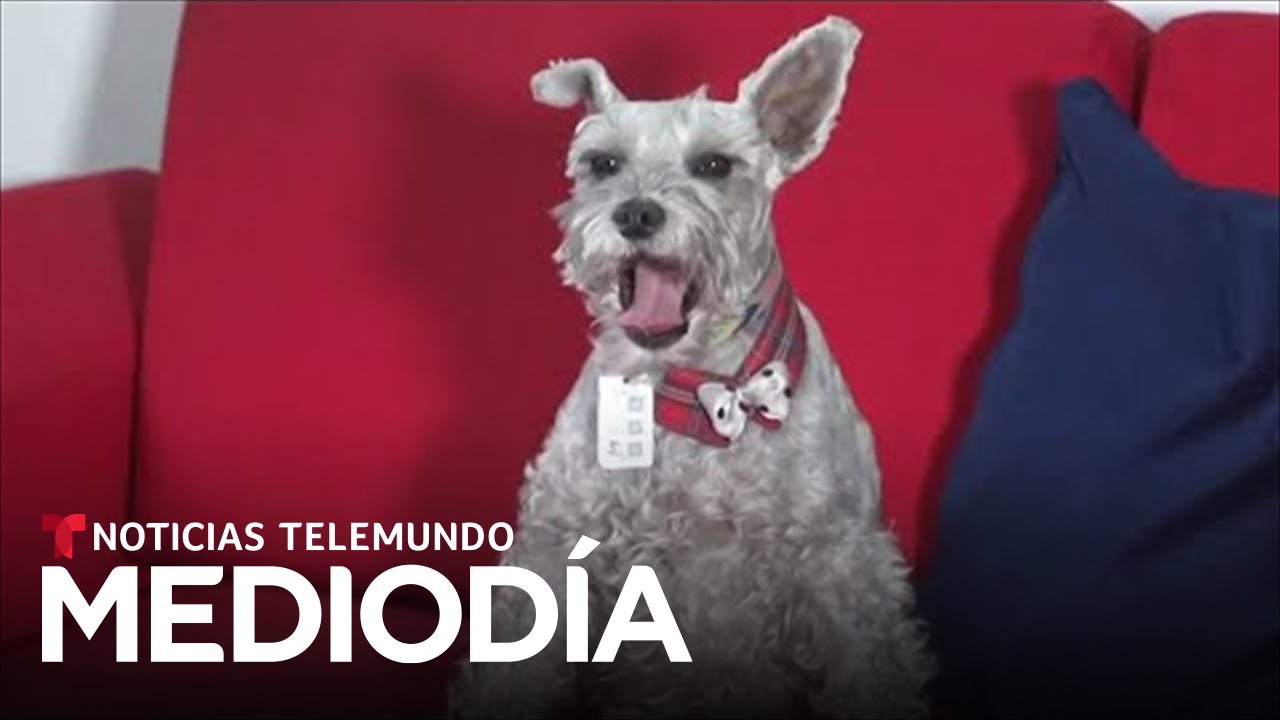 Este programa rescata perros abandonados en Colombia | Noticias ...