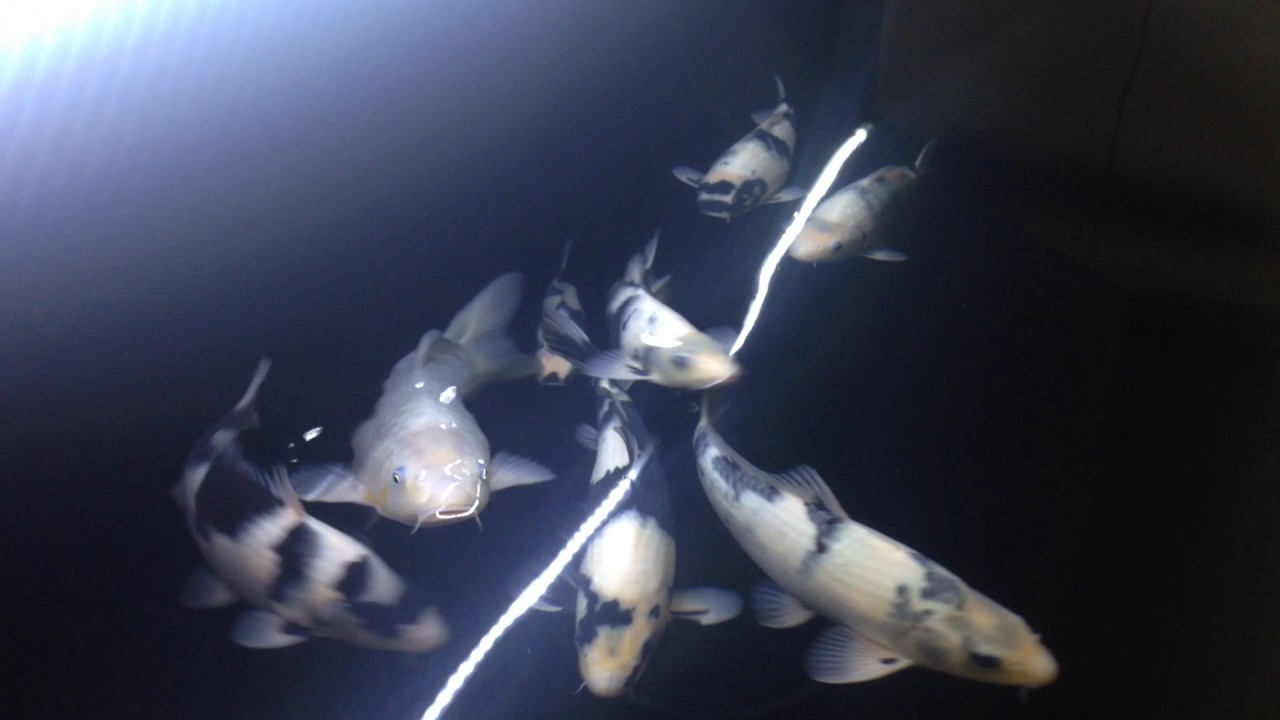 Koi in Indoor tank - YouTube