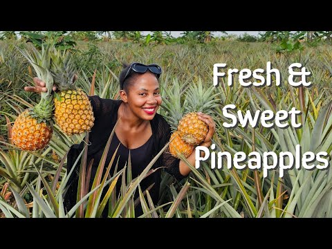 The BIGGEST Pineapple farm in Uganda | Luwero - YouTube