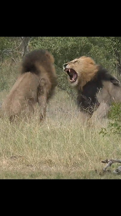 ഇതാണ് ലോകത്തിലെ ഏറ്റവും അപകടകാരിയായ സിംഹം | Scarface | #scarface #lion #shorts#facts #reels # ...