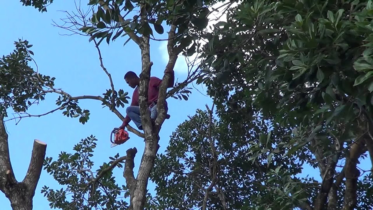 How To Cut Down Tall Tree Safely The Last Bulunu Tree YouTube how-to-cut-down-tall-tree-safely-the-last-bulunu-tree-youtube