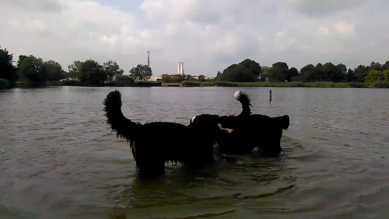 Big Dogs Live | Exercising a limping dog - YouTube