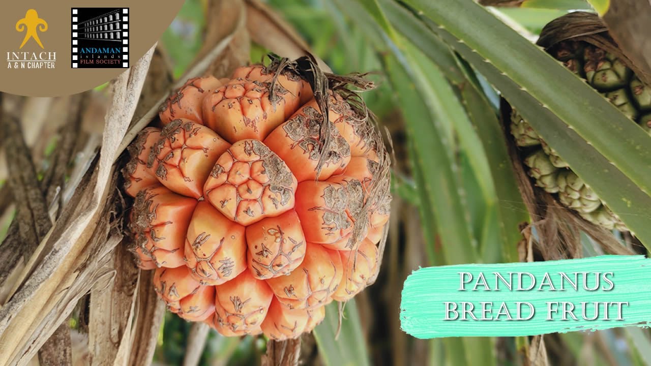 Pandanus - The Bread Fruit- Andaman and Nicobar Islands - YouTube
