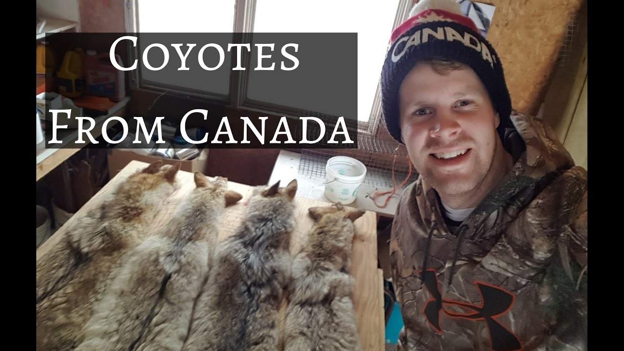 Coyotes from Canada - Trapping Season 2017 Update - YouTube
