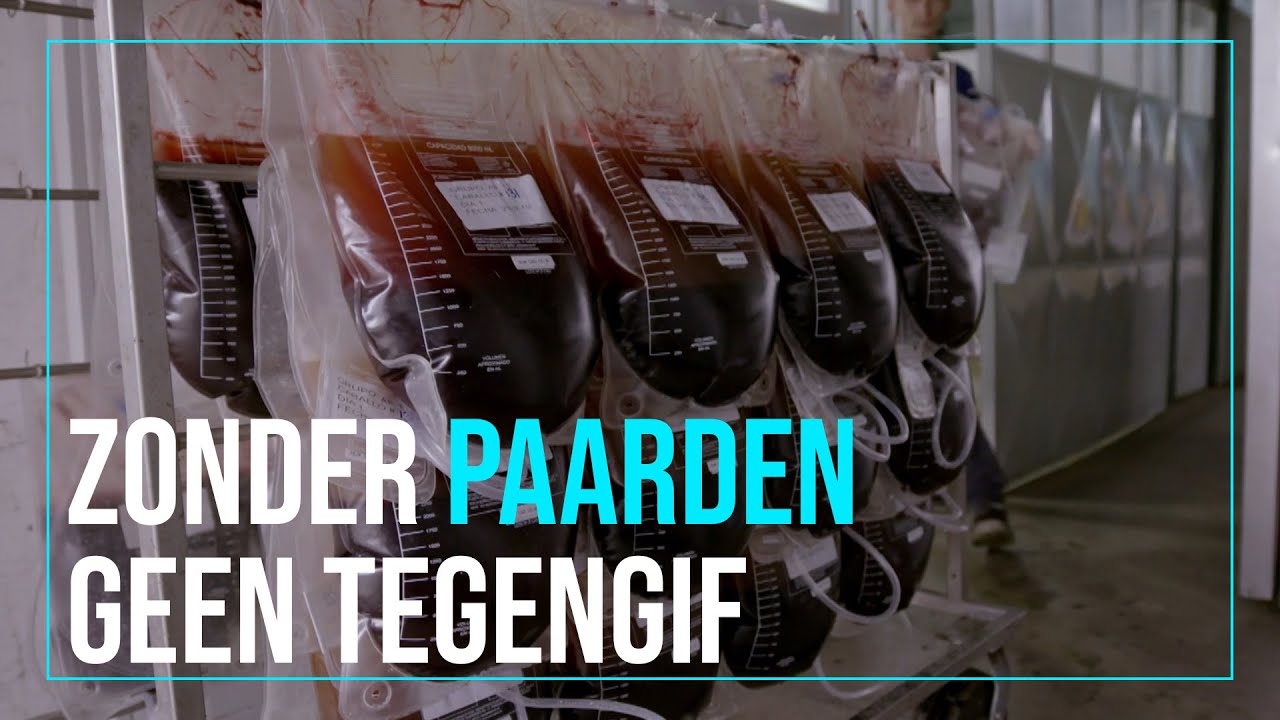 Tegengif voor een slangenbeet maken van paardenbloed - YouTube