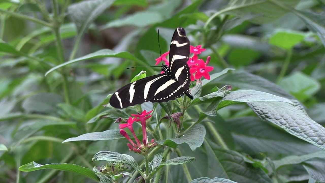 Orchideeën Hoeve (Orchid Garden) - YouTube