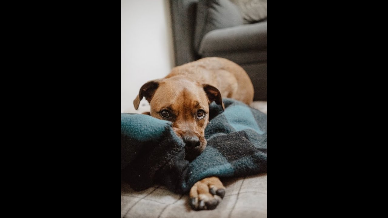 Bezubaan hai, hindi poetry, hindi poem,zindagi,dog shayari, dog poetry ...