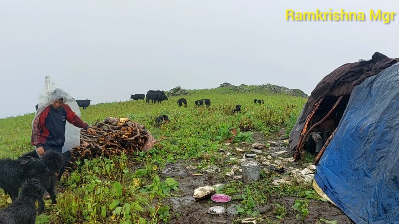 Organic food in himalayan sheep farm part -2 ll sherpherd life ll East ...