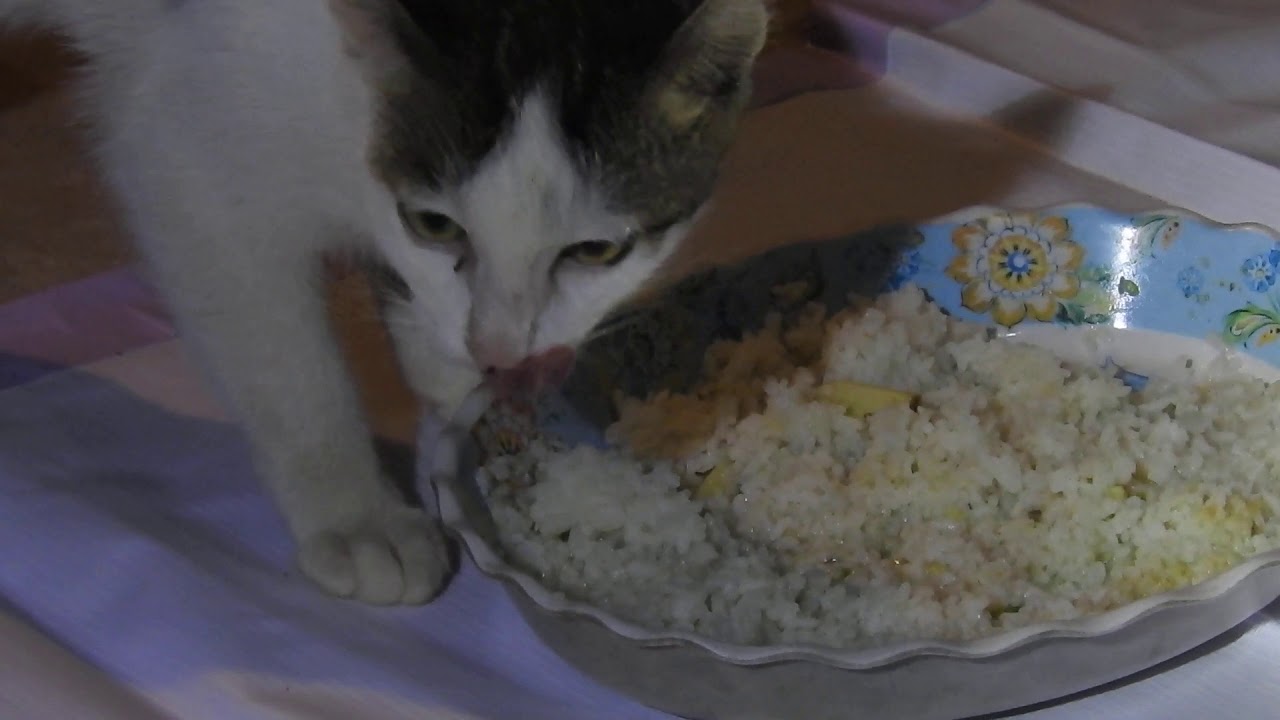 Wow my god Cute cat Barang he Eating rice with Soup so Delicious he ...